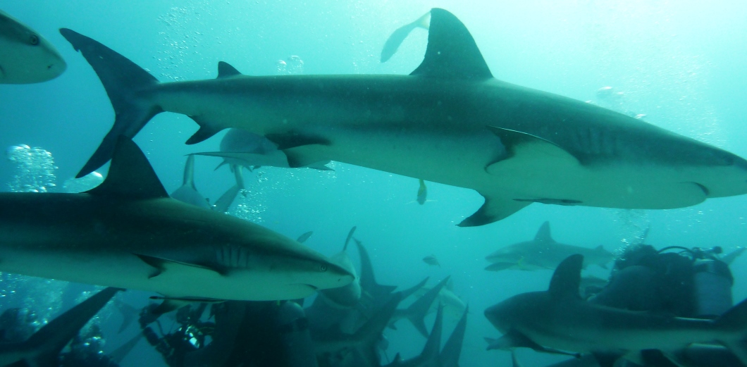 La mia giornata con gli squali delle Bahamas – Il sito di Riccardo Schiroli